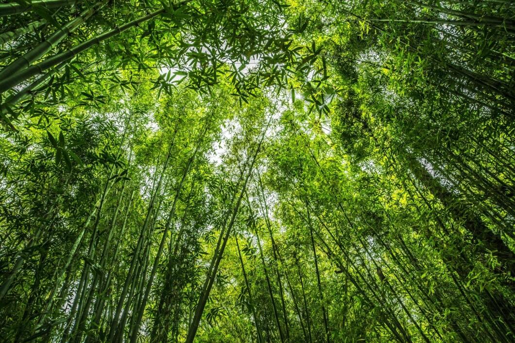 Reino plantae: características del reino vegetal, ejemplos e ...