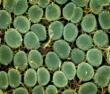 Reino protista: características, clasificación, ejemplos y tipo de célula