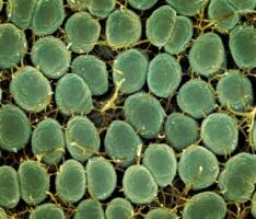 Reino protista: características, clasificación, ejemplos y tipo de célula