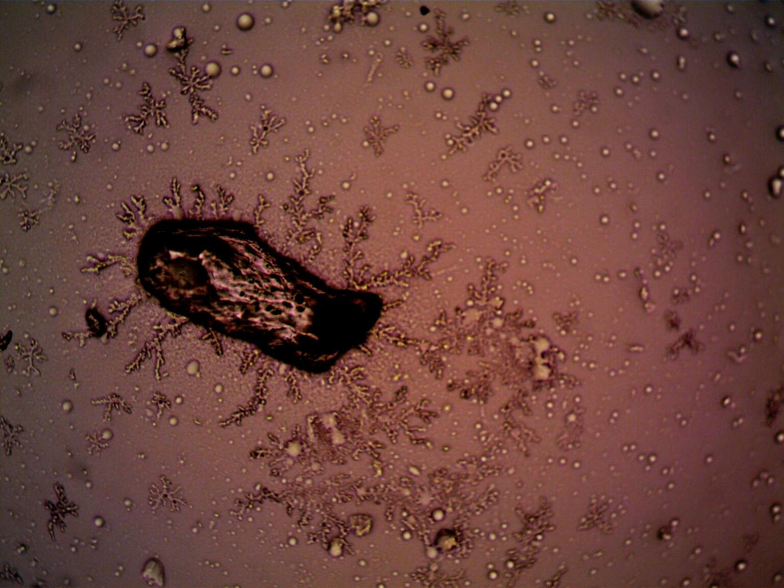 Reino protista: características, clasificación, ejemplos y tipo de célula
