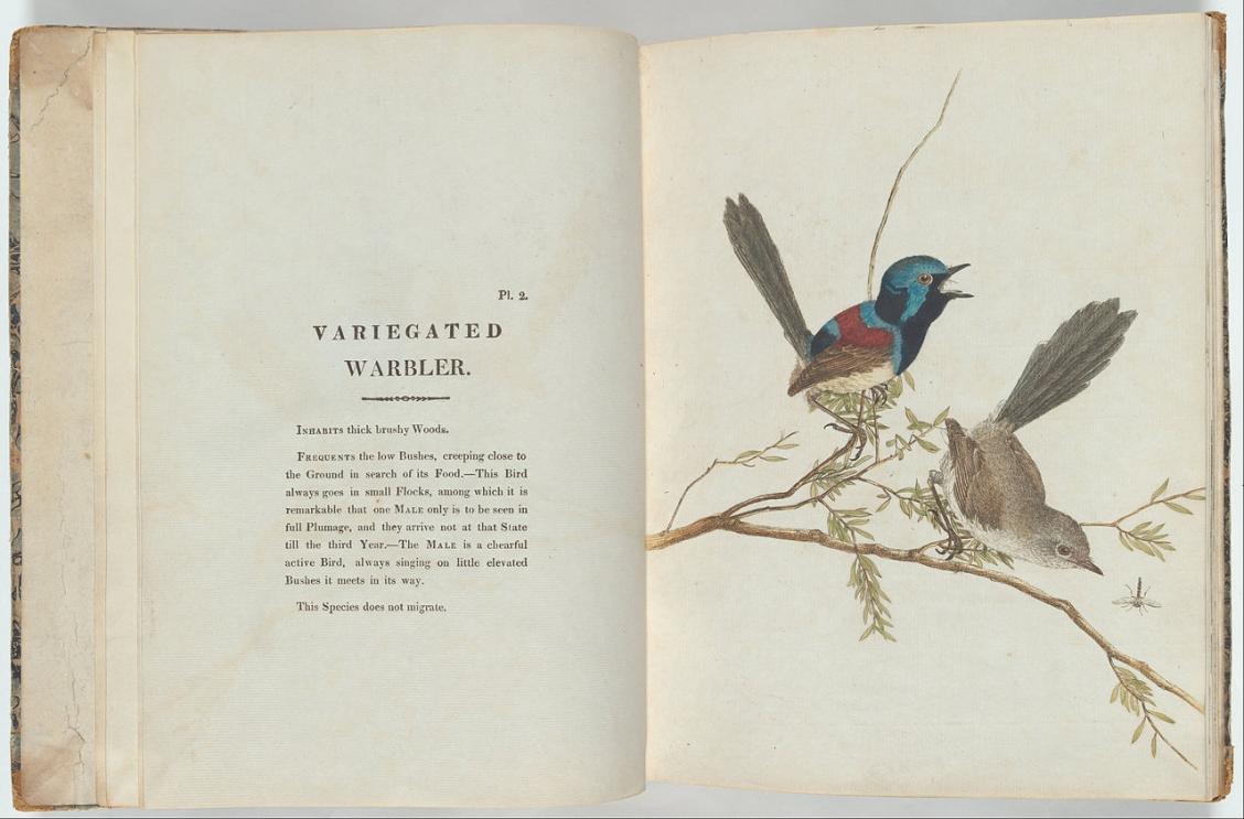 The History of Australian Colonial Art