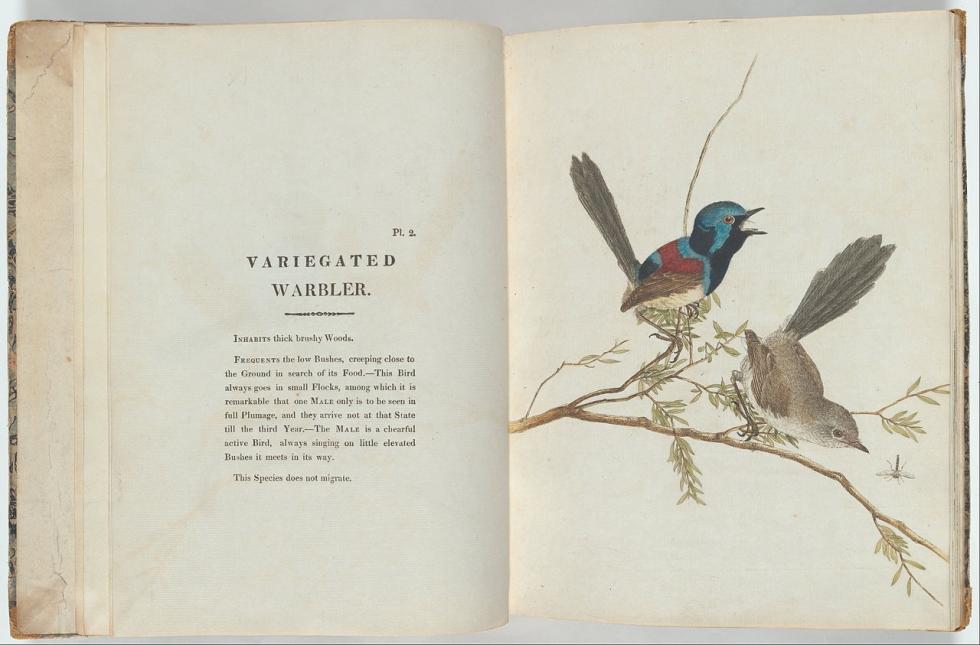 The History of Australian Colonial Art