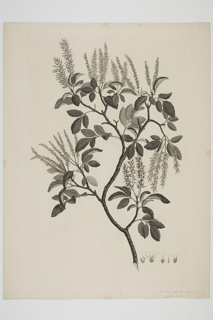 The History of Australian Colonial Art