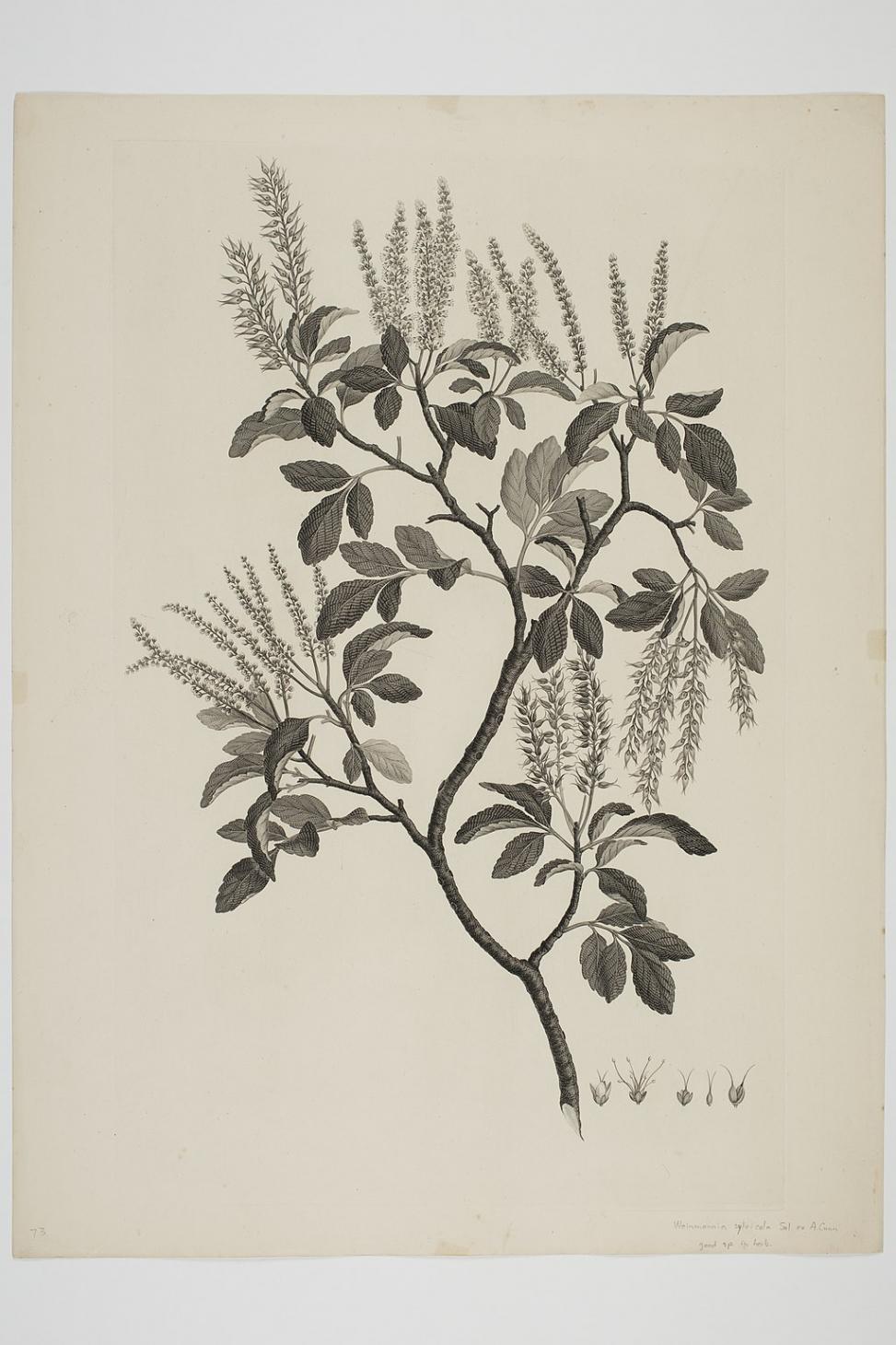 The History of Australian Colonial Art