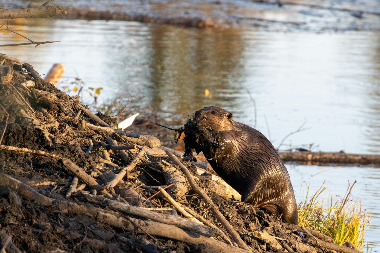 The Beaver: Icon of Canadian Culture
