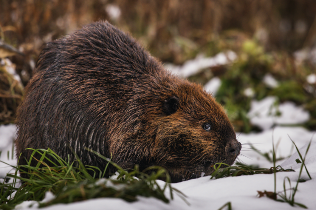 The Beaver: Icon of Canadian Culture