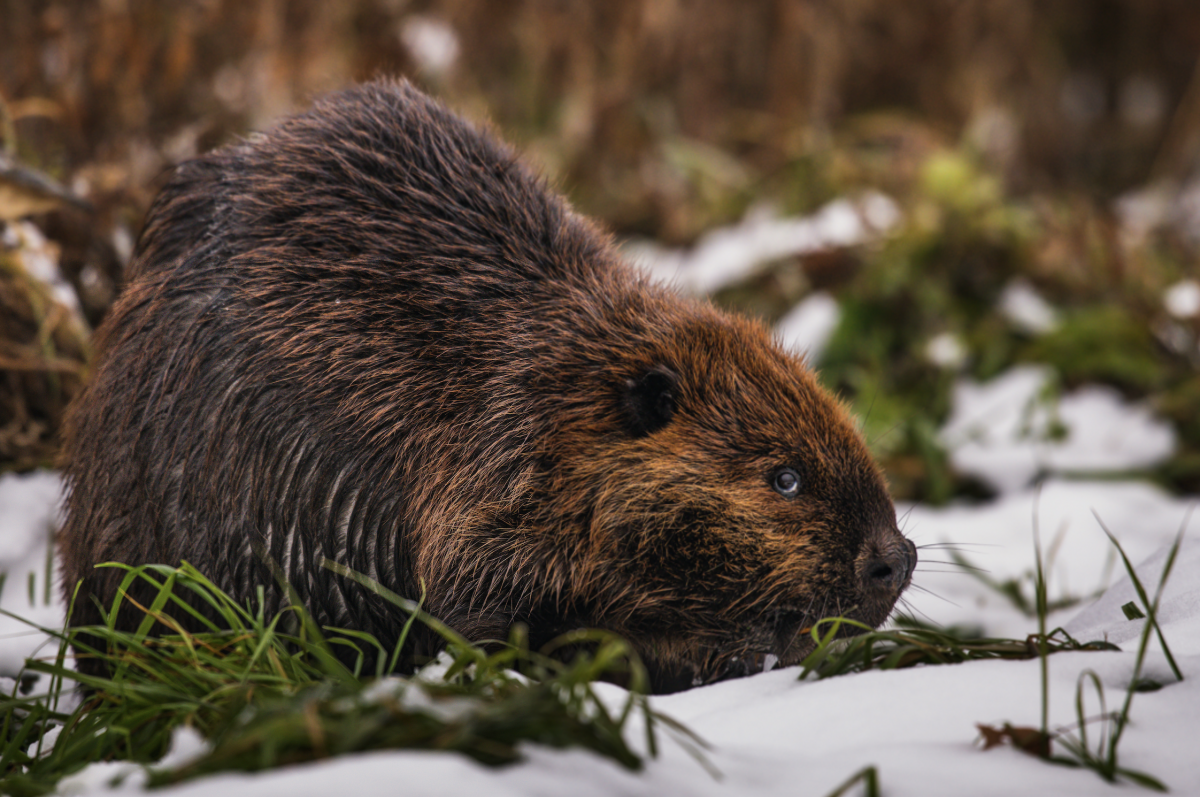 The Beaver: Icon of Canadian Culture