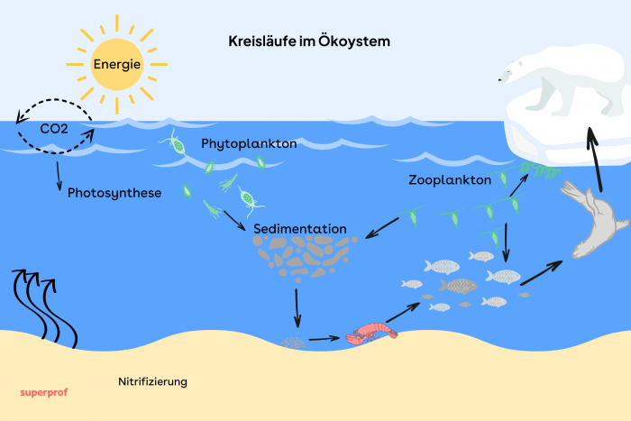 Was ist ein Ökosystem?