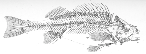 Sind Fische Wirbeltiere: Artenvielfalt im Überblick