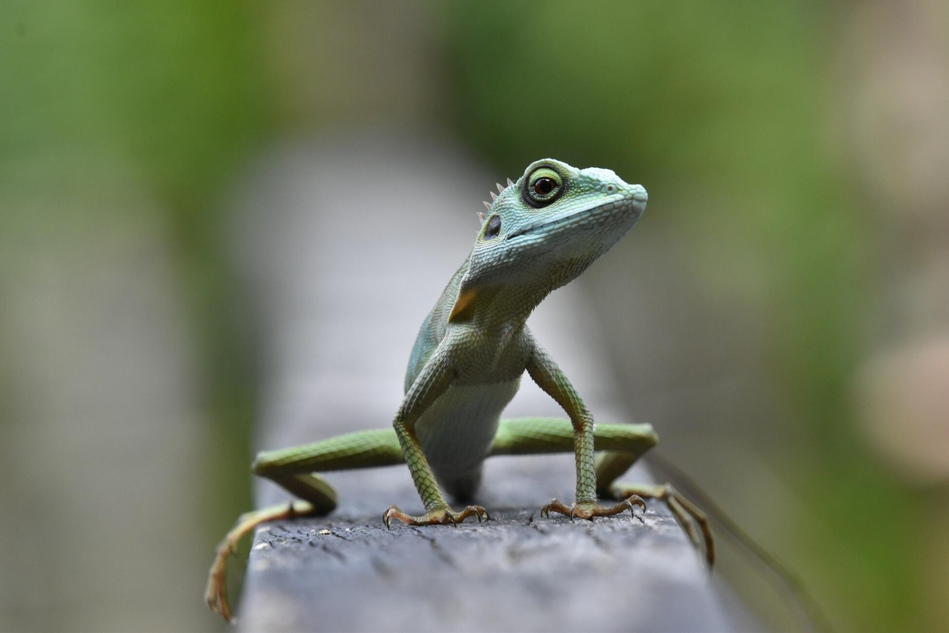 Reptilien: Artenvielfalt, Lebensräume und faszinierende Merkmale