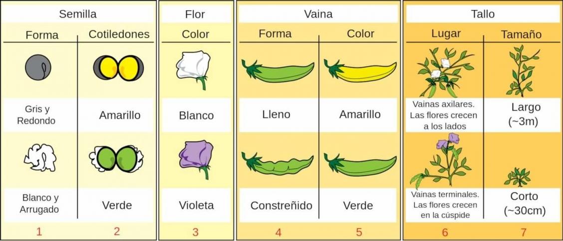 Las Aportaciones de Gregor Mendel a la Biología