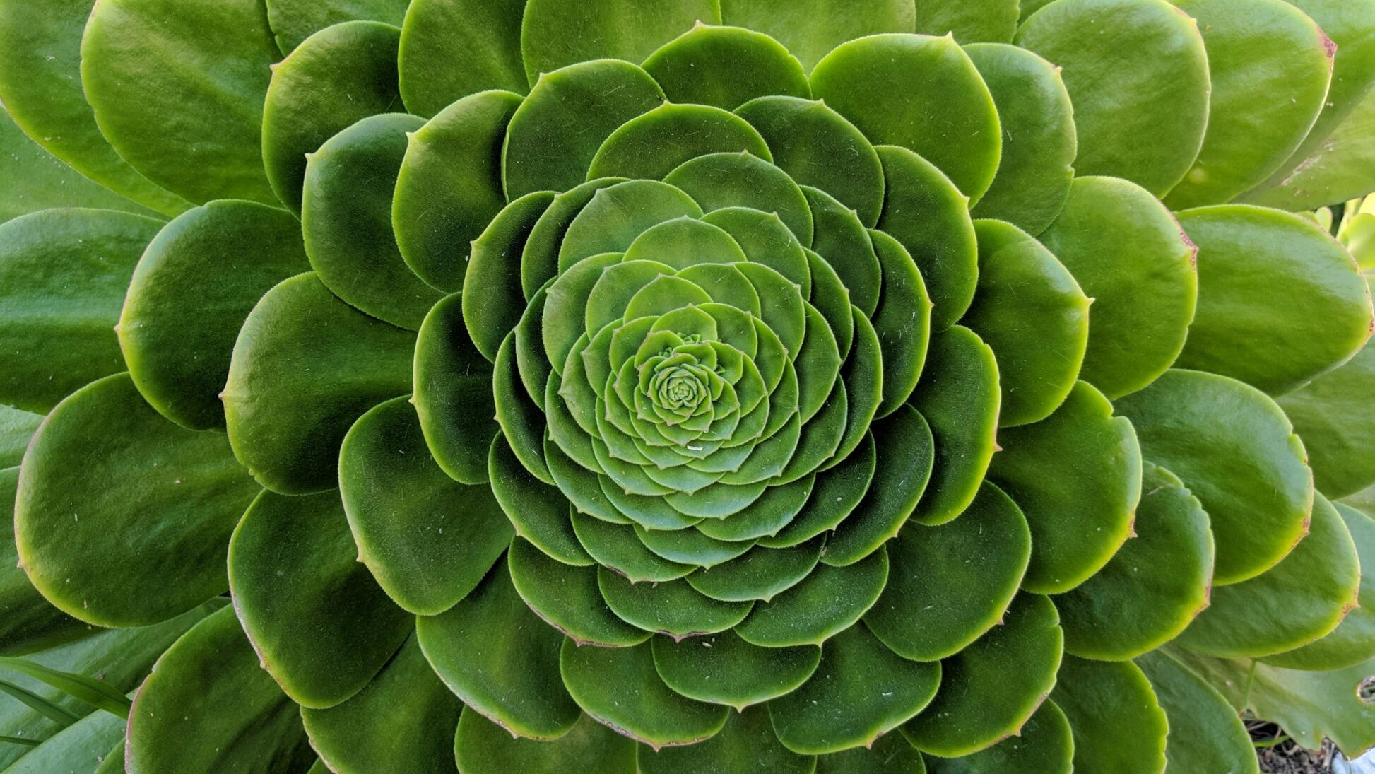 Fractales: descubre su impacto en la ciencia y el arte