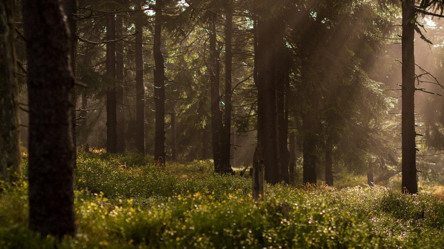 Suomalainen kulttuuri ja perinteet