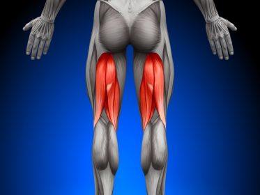 Comment se Muscler les Ischio Jambiers