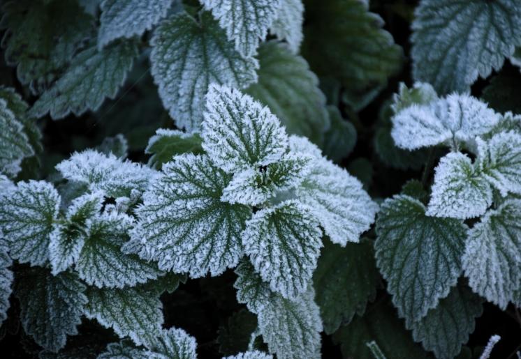 GCSE English: Nettles Poem Analysis