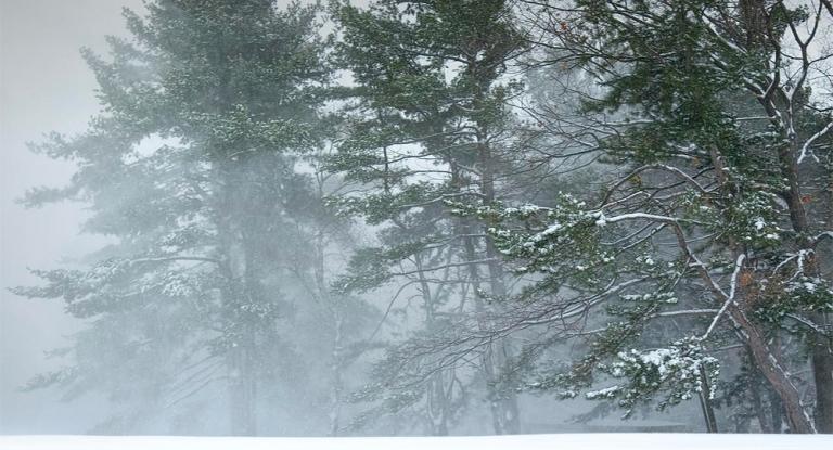 Blow, Blow Thou Winter Wind by William Shakespeare: Analysis