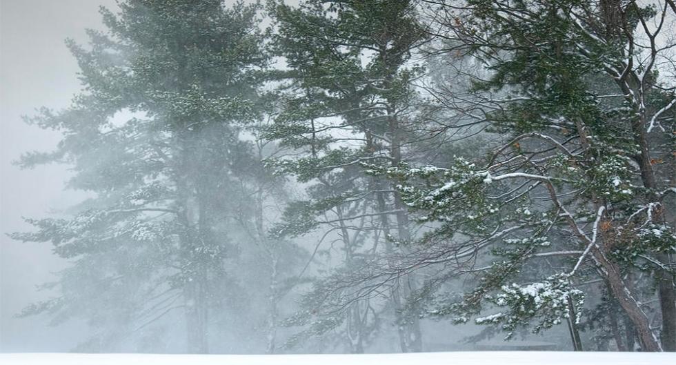 Blow, Blow Thou Winter Wind by William Shakespeare: Analysis