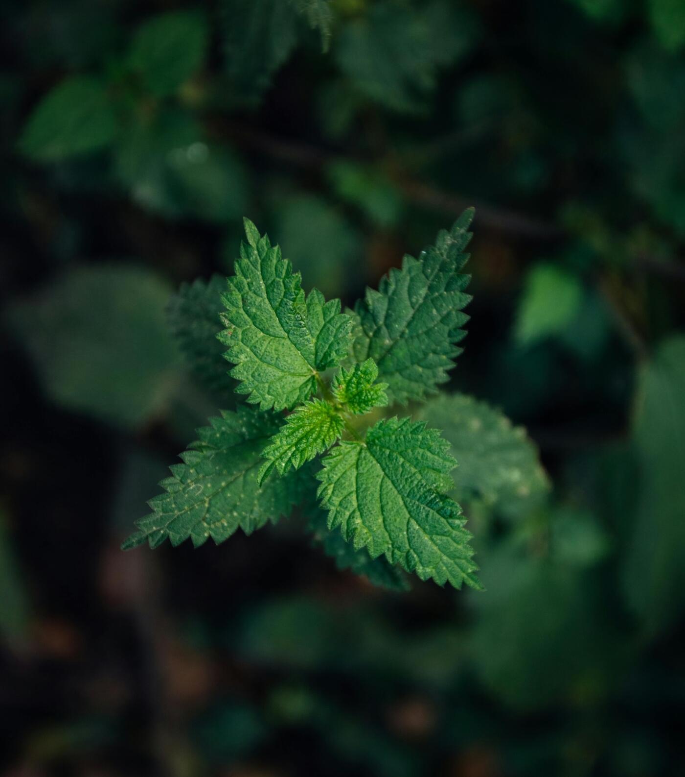 GCSE English: Nettles Poem Analysis