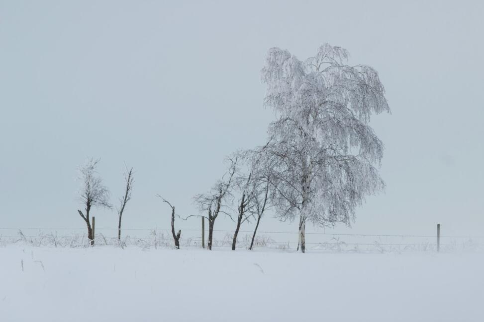 Blow, Blow Thou Winter Wind by William Shakespeare: Analysis