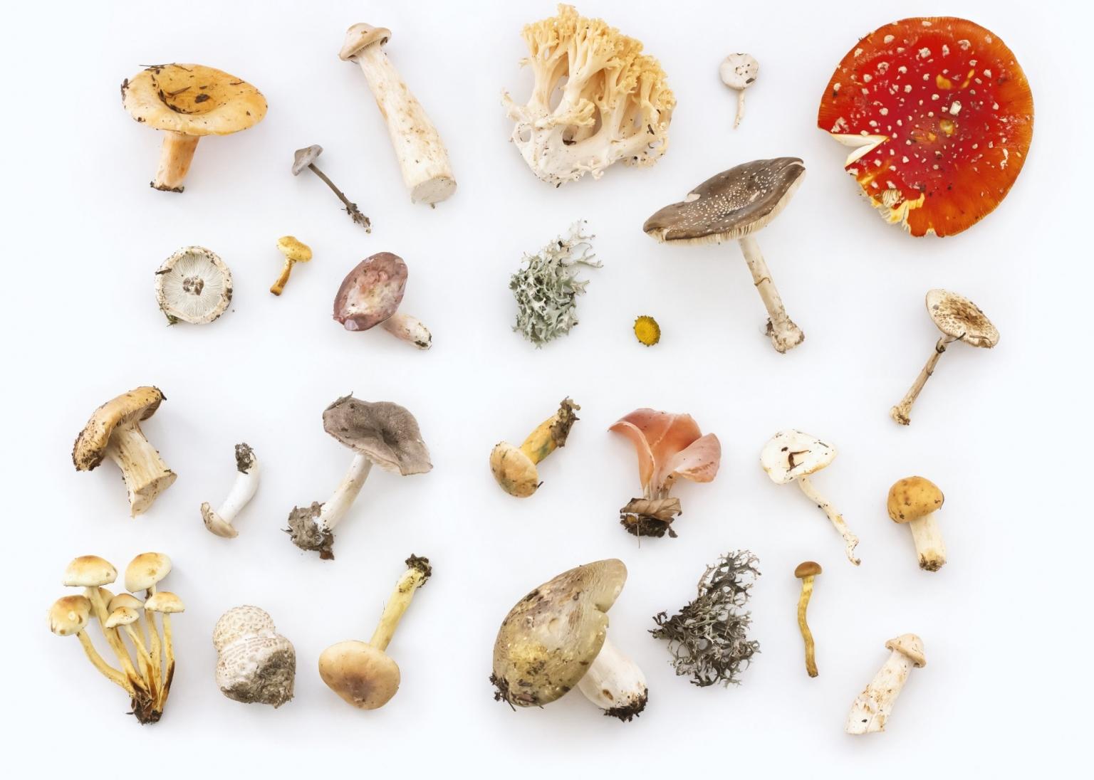 Fungi Adalah ? Simak Penjelasan Lengkap Dan Contoh Kingdom Fungi