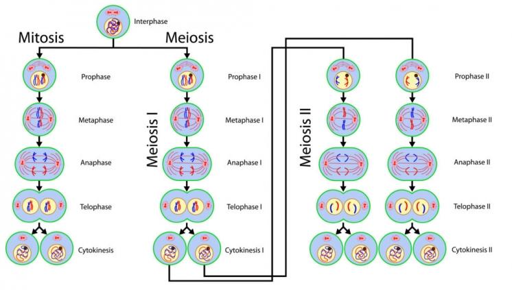 Perbedaan Mitosis Dan Meiosis Yang Perlu Diketahui