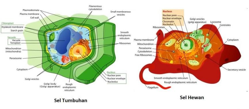 Apa Yang Membedakan Sel Hewan Dan Sel Tumbuhan?