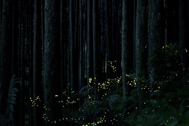 Irish Mythological Creatures: Legends of Ireland’s Folklore