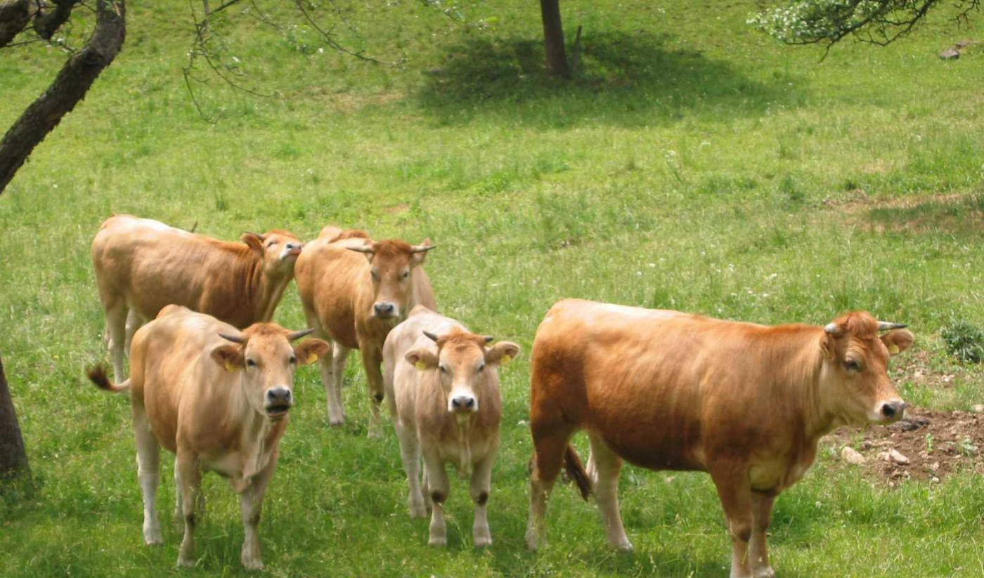 Animal Names in Marathi (With English Translations)