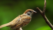 Animal Names in Marathi (With English Translations)