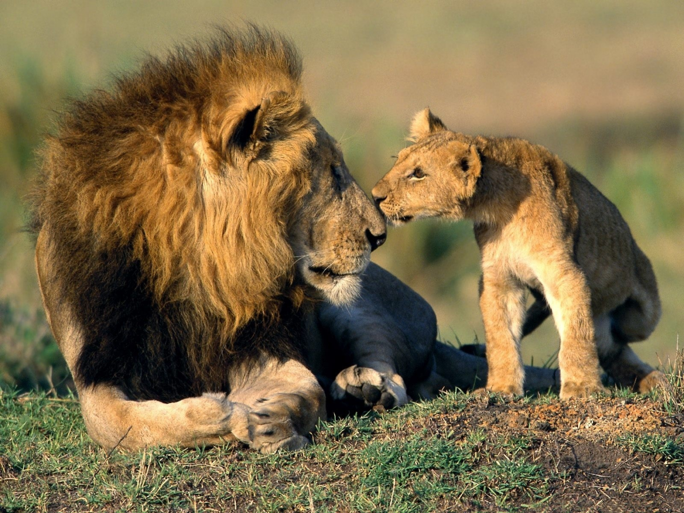 Animal Names in Marathi (With English Translations)