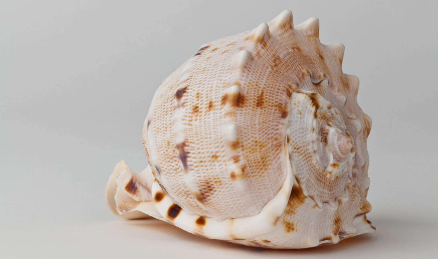 ¿Qué es el número áureo? | Superprof