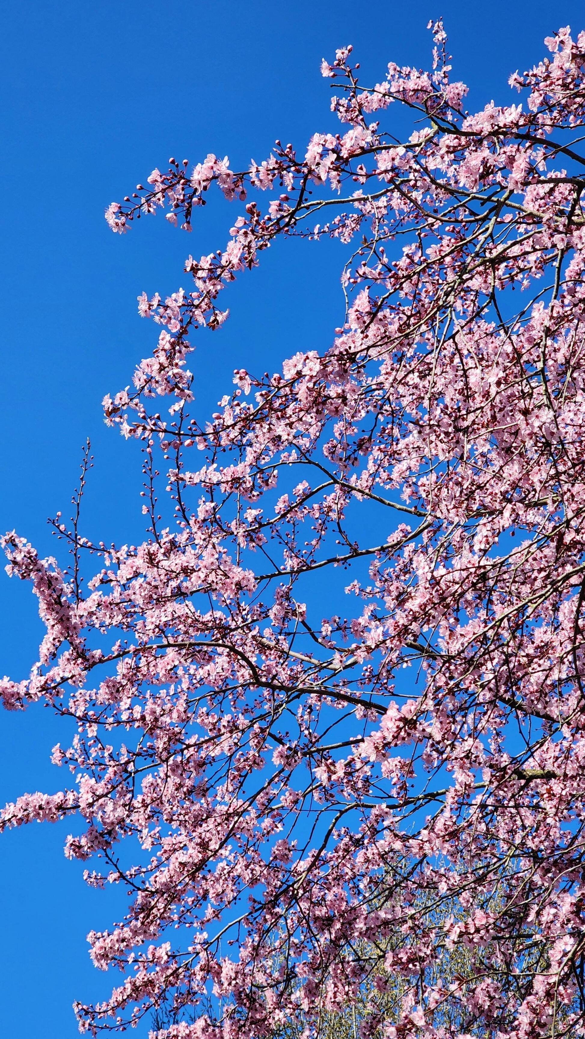 Primavera en inglés: descubre cómo hablar de la estación más colorida ...