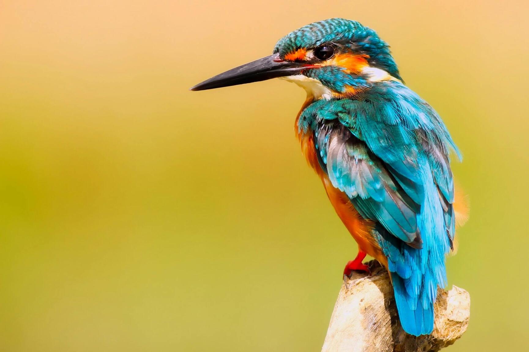 Engeland Natuur: Van Uitgestrekte Heuvels tot Ruige Kustlijnen