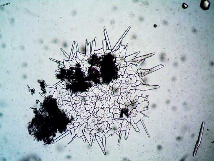 Hva er en plantecelle og en dyrecelle?
