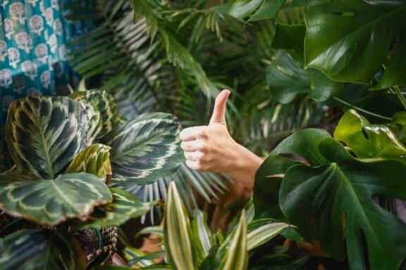 Well Done in Māori: How to Praise and Encourage in Te Reo