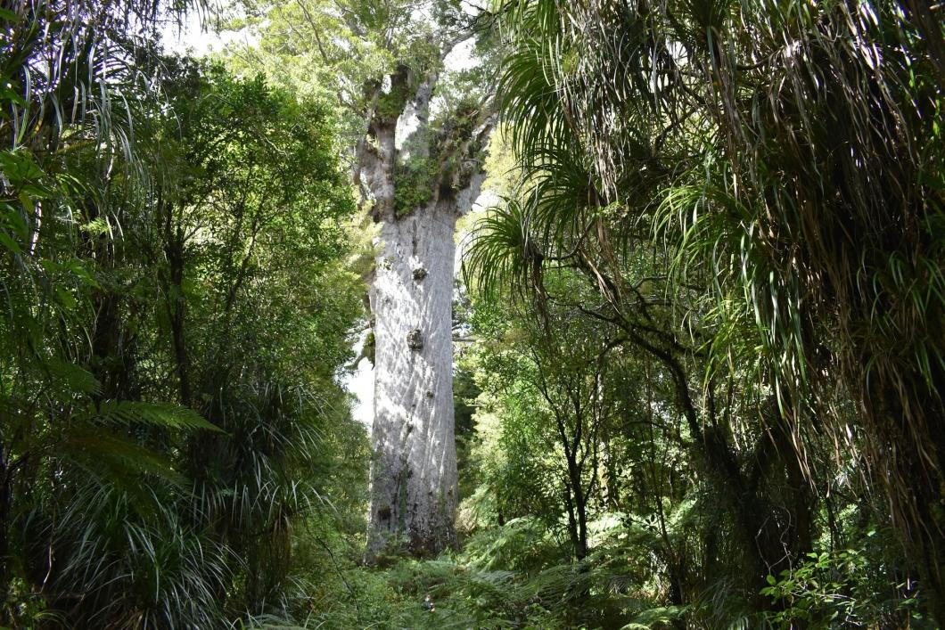 Māori Gods and Their Legends