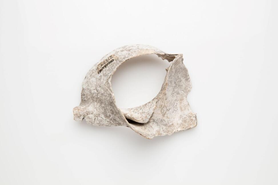 Traditional Māori Instruments