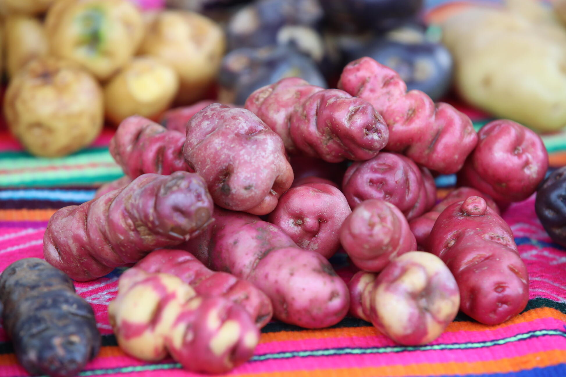 ¿Qué son las papas nativas peruanas?
