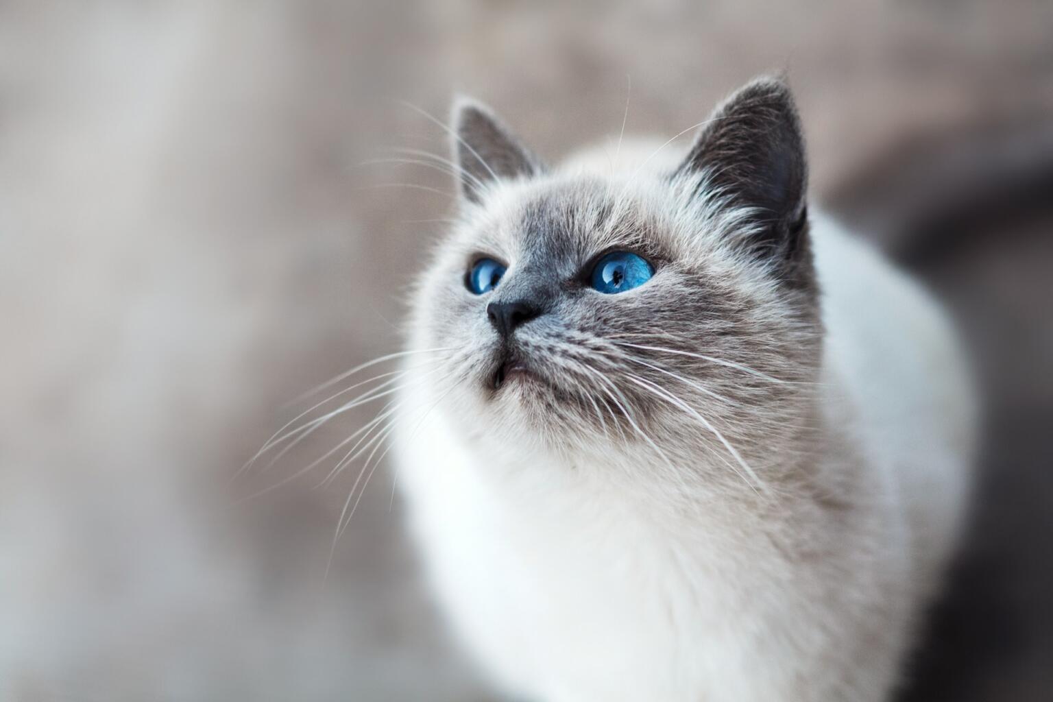 Analyse du poème "Les Chats" de Baudelaire