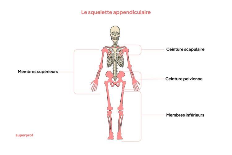 Squelette humain schéma : apprenez à reconnaître les os