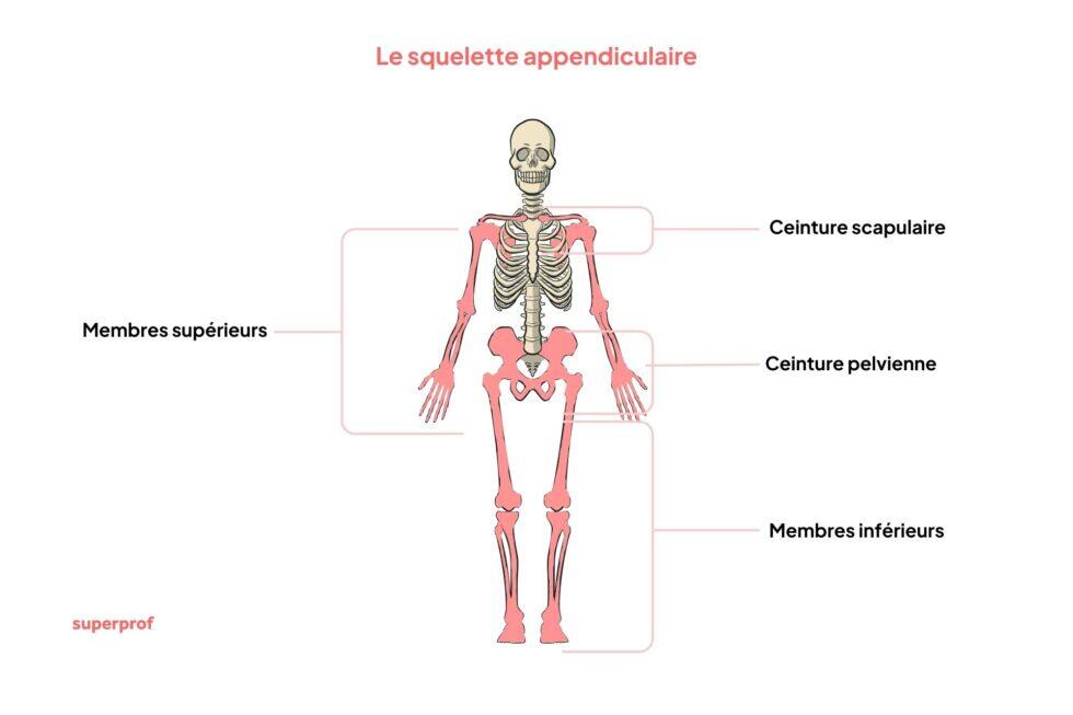 Squelette humain schéma : apprenez à reconnaître les os
