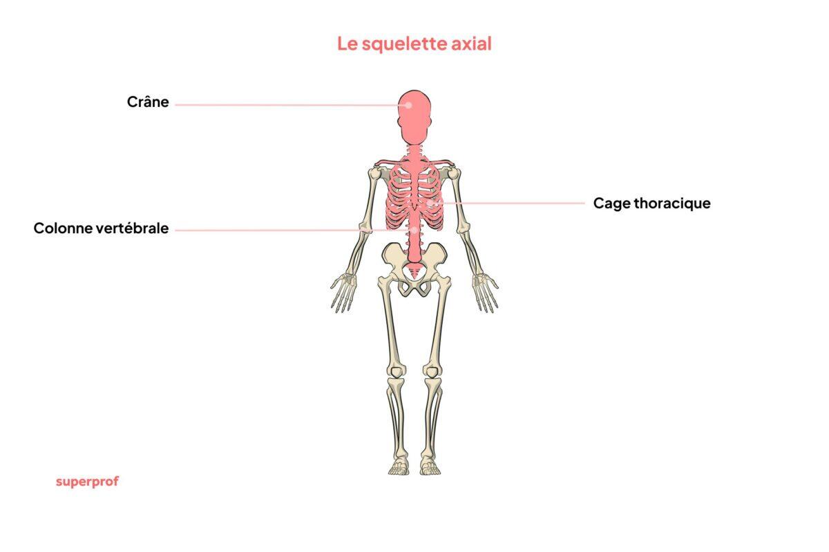Squelette humain schéma : apprenez à reconnaître les os