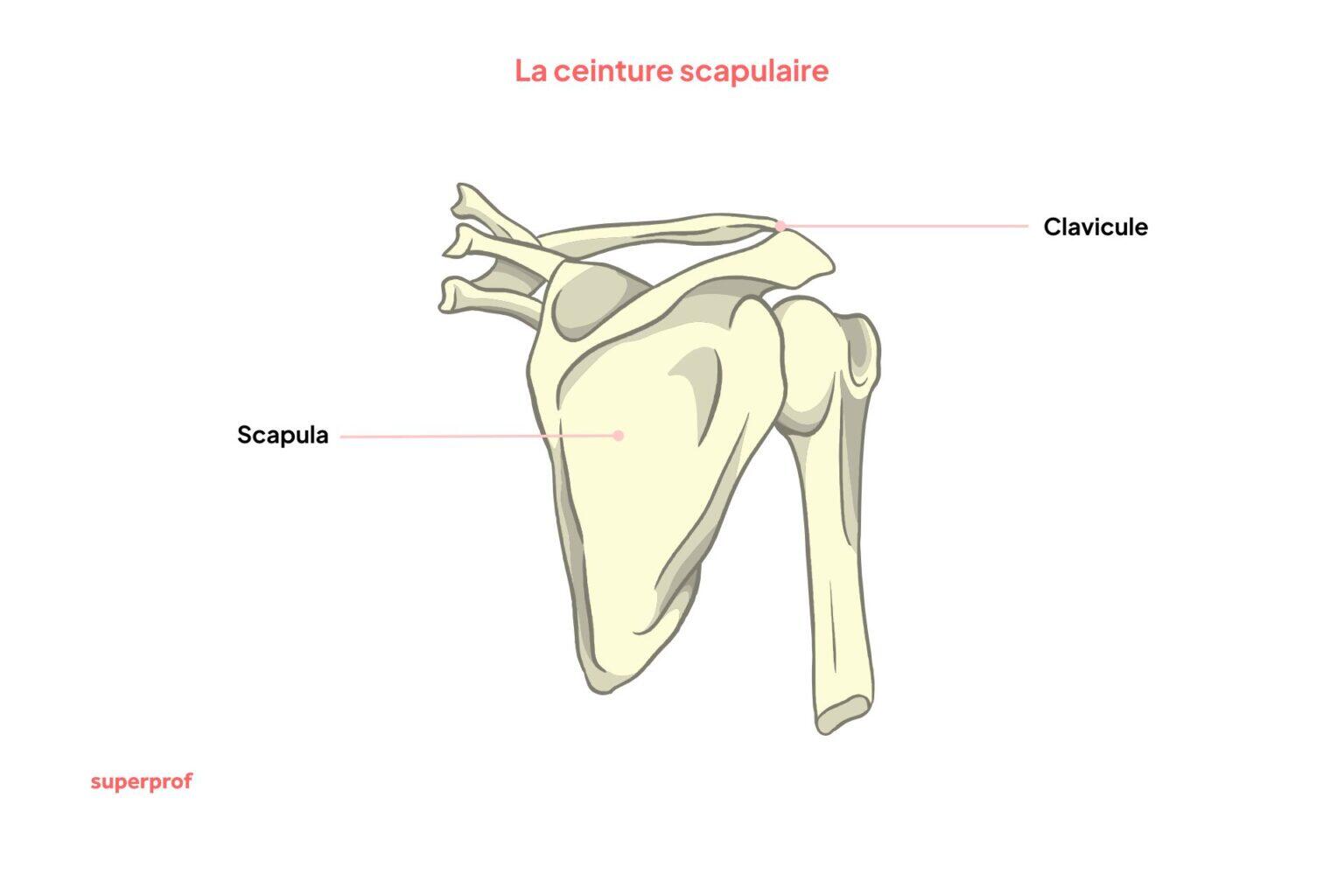 Squelette humain schéma : apprenez à reconnaître les os