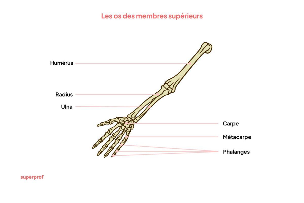 Squelette humain schéma : apprenez à reconnaître les os