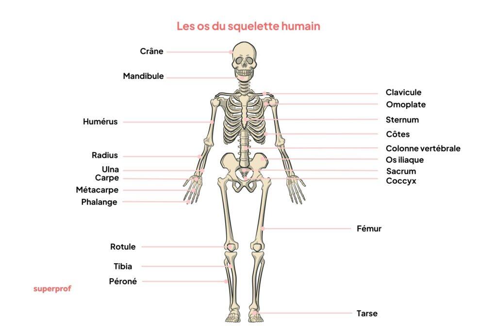 Squelette humain schéma : apprenez à reconnaître les os