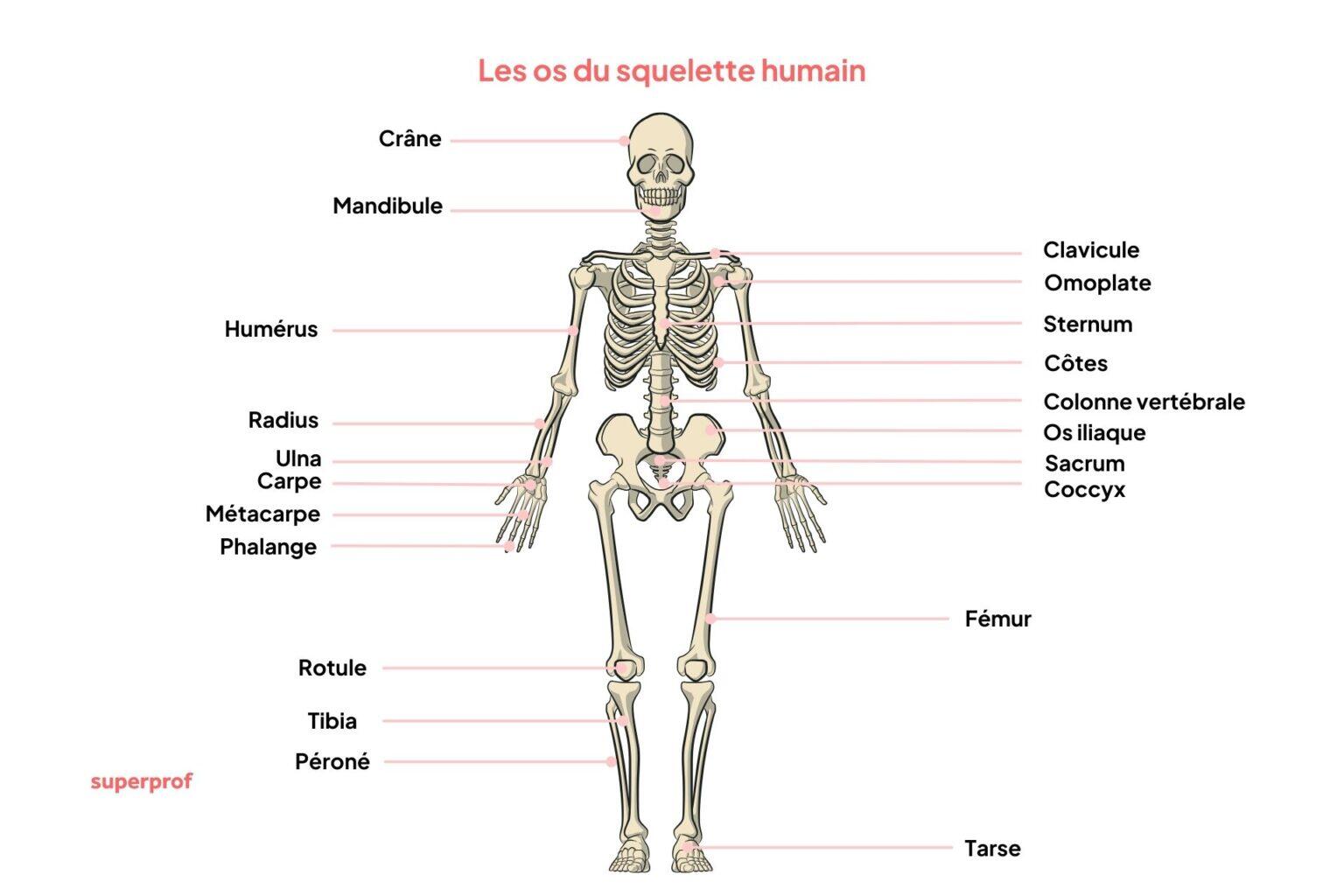 Squelette humain schéma : apprenez à reconnaître les os