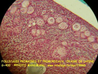 Photos Microscopiques du Système Reproductif Léporidé