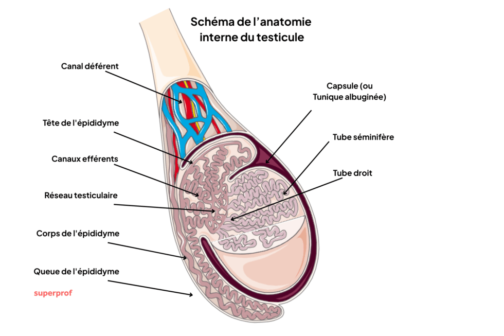 Schéma Testicule Anatomie Détaillée Et Fonctions