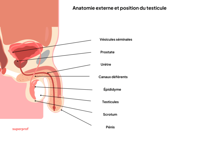 Schéma testicule : anatomie détaillée et fonctions