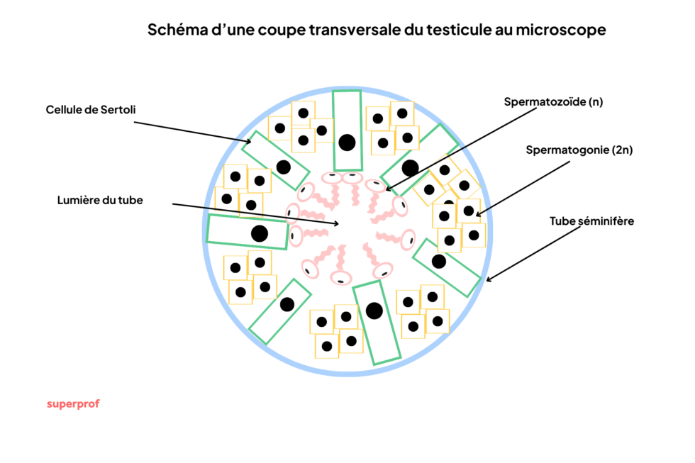 Schéma testicule : anatomie détaillée et fonctions